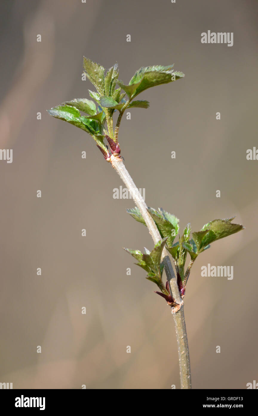 Young Sprout In Spring, Shrub Stock Photo - Alamy