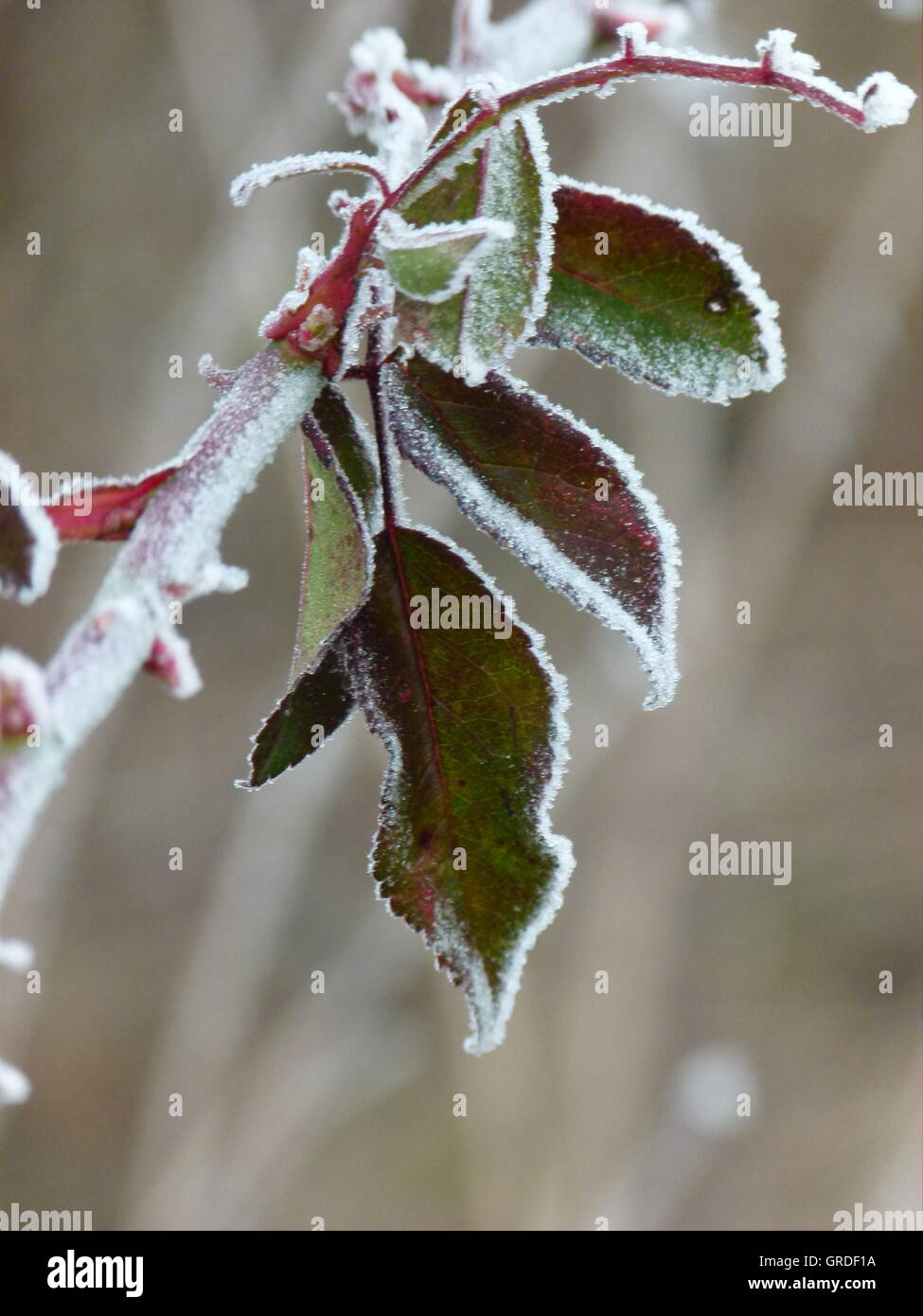 Rose Twig Covered With Frost Stock Photo - Alamy
