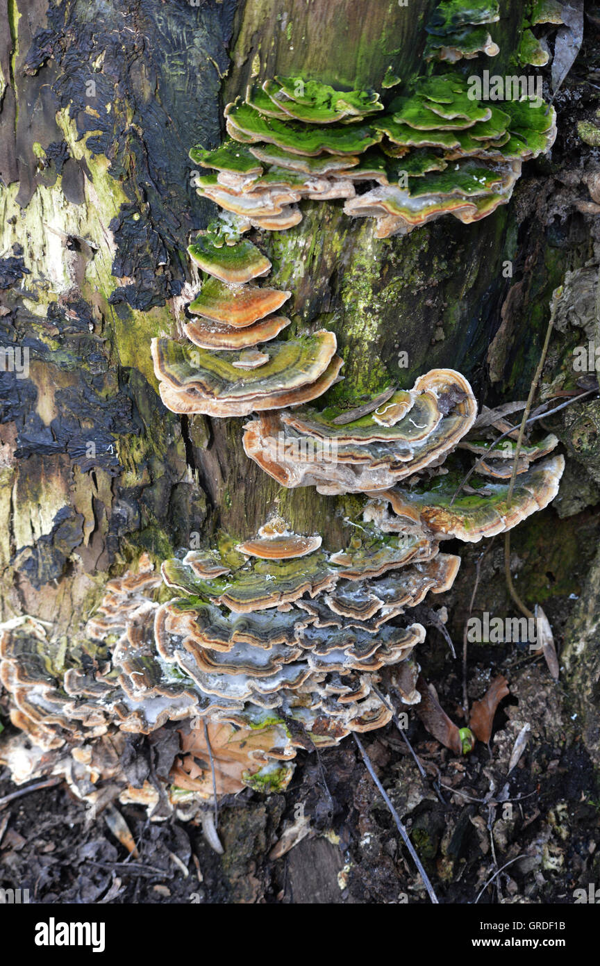 Tree mushrooms hi-res stock photography and images - Alamy