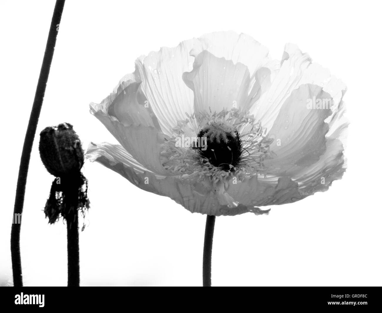 Anemone plants Black and White Stock Photos & Images - Alamy