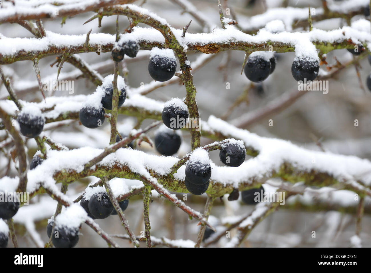 Ripe Sloes, Snowy Stock Photo - Alamy