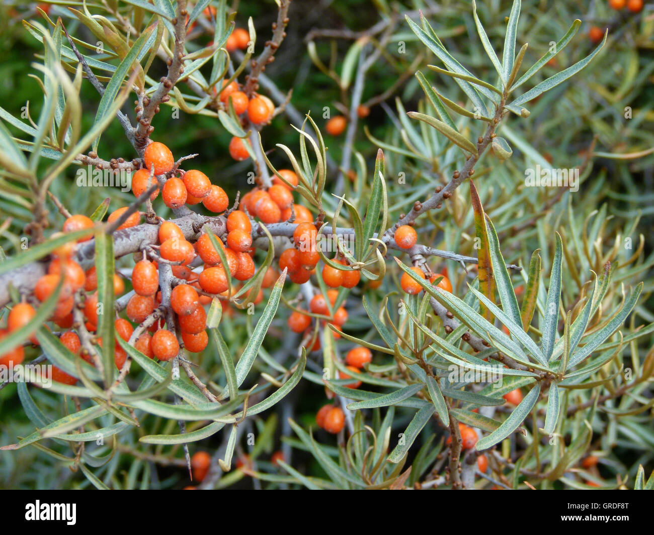 Sallow thorn berries hi-res stock photography and images - Alamy