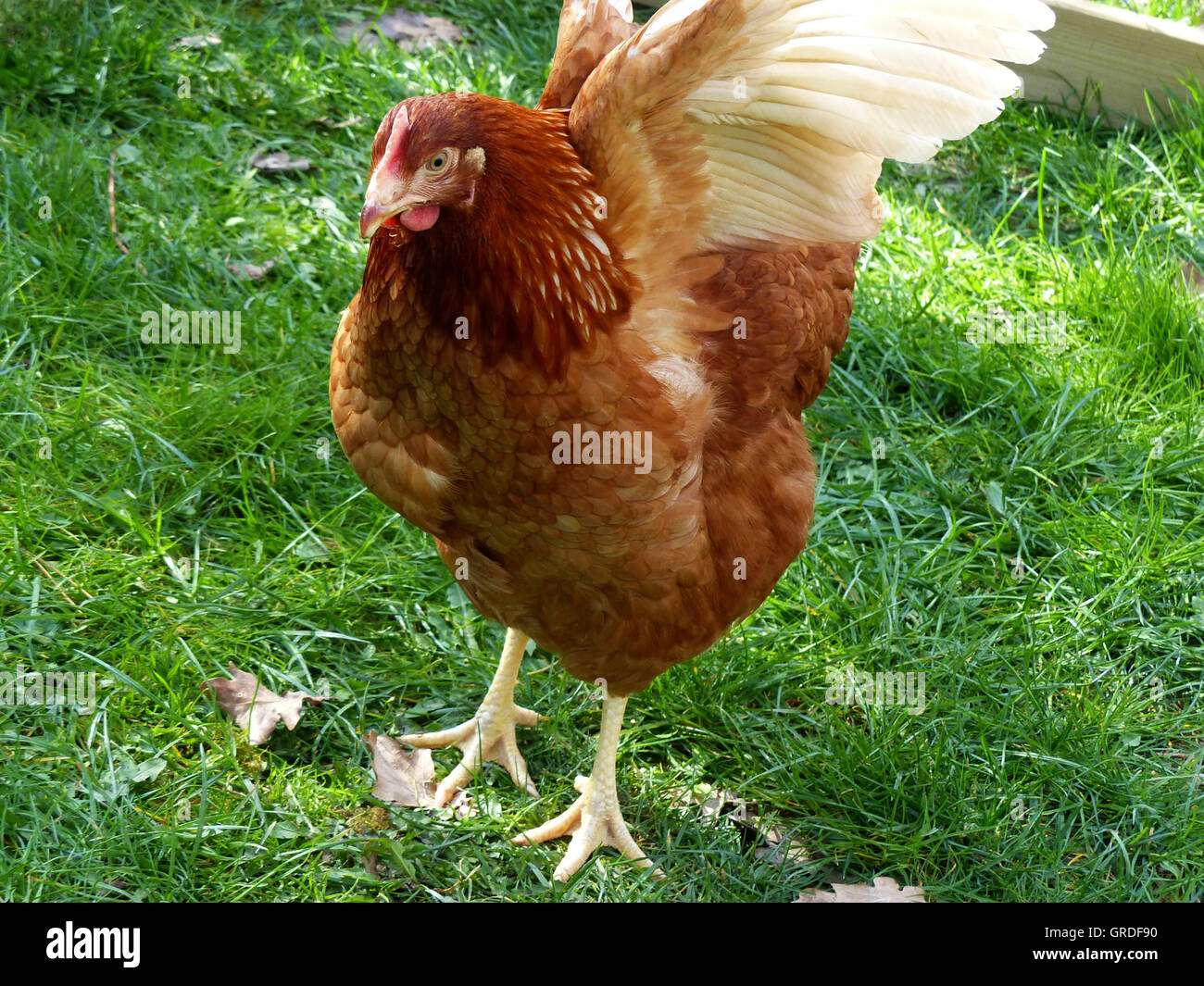 Flying chicken hen hi-res stock photography and images - Alamy