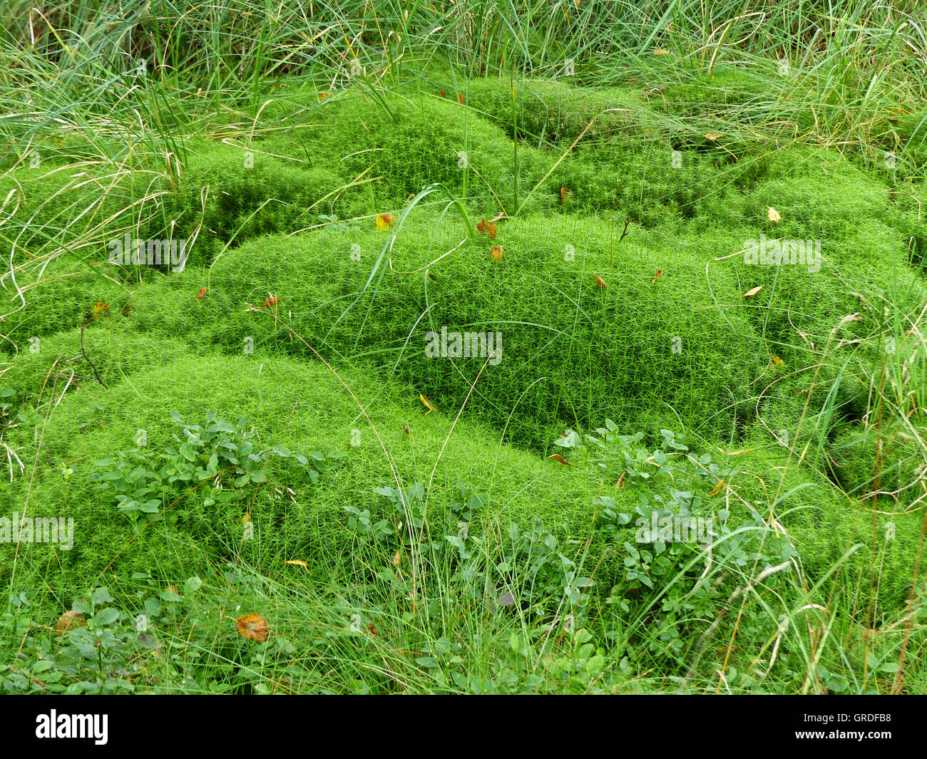 Moss Cushion In The Moor Stock Photo - Alamy