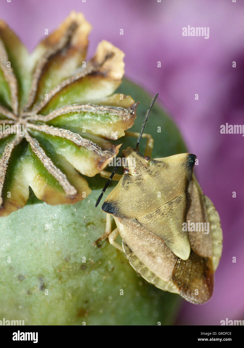 Purple poppy animals hi-res stock photography and images - Alamy