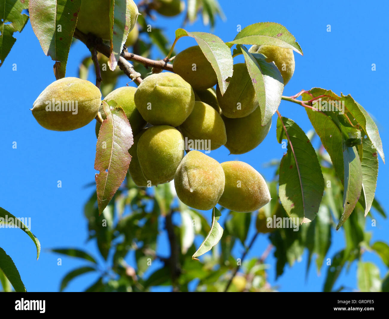 Almond Tree With Ripe Almonds Still In A Peel Stock Photo - Alamy