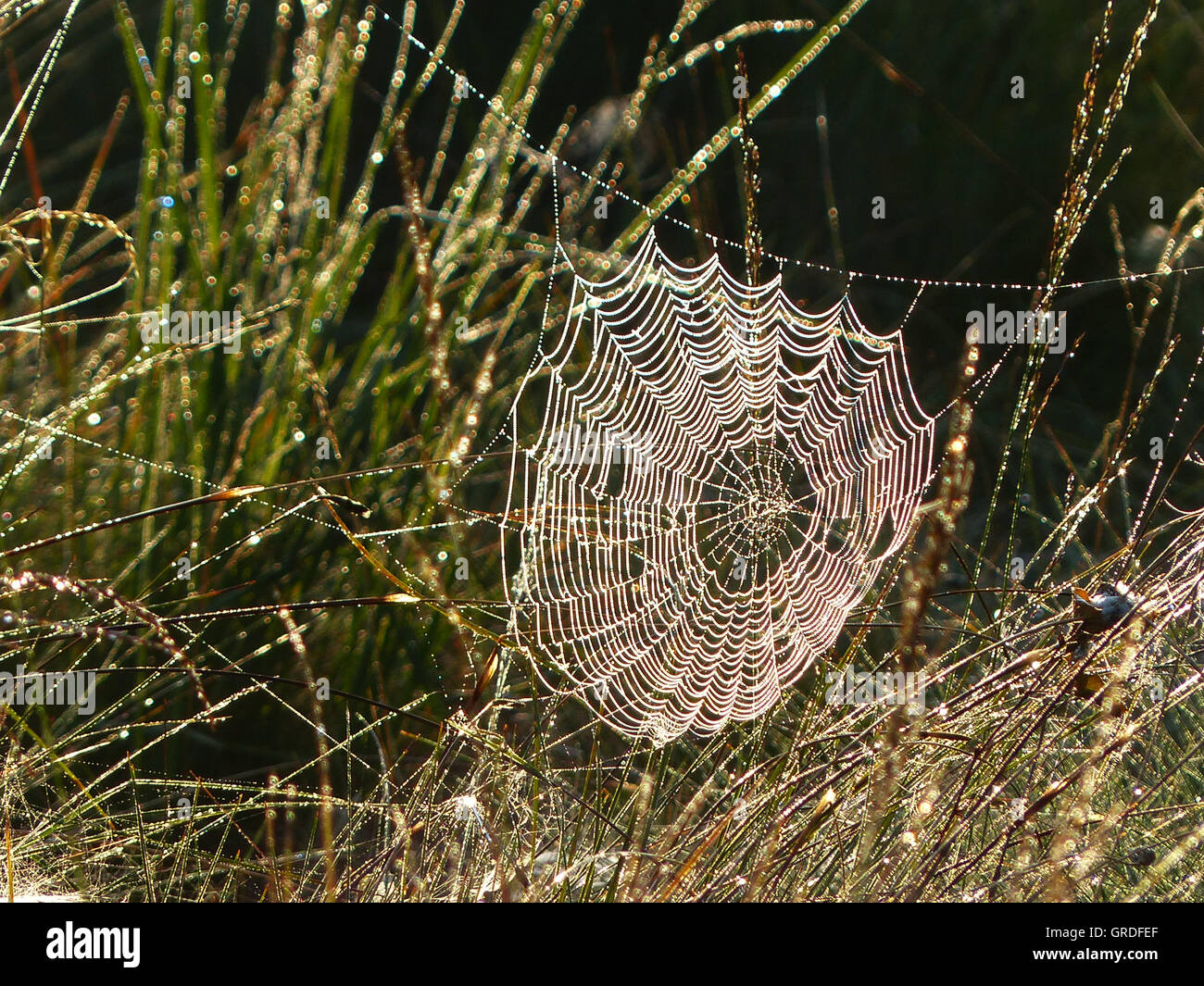 Cobweb hi-res stock photography and images - Alamy