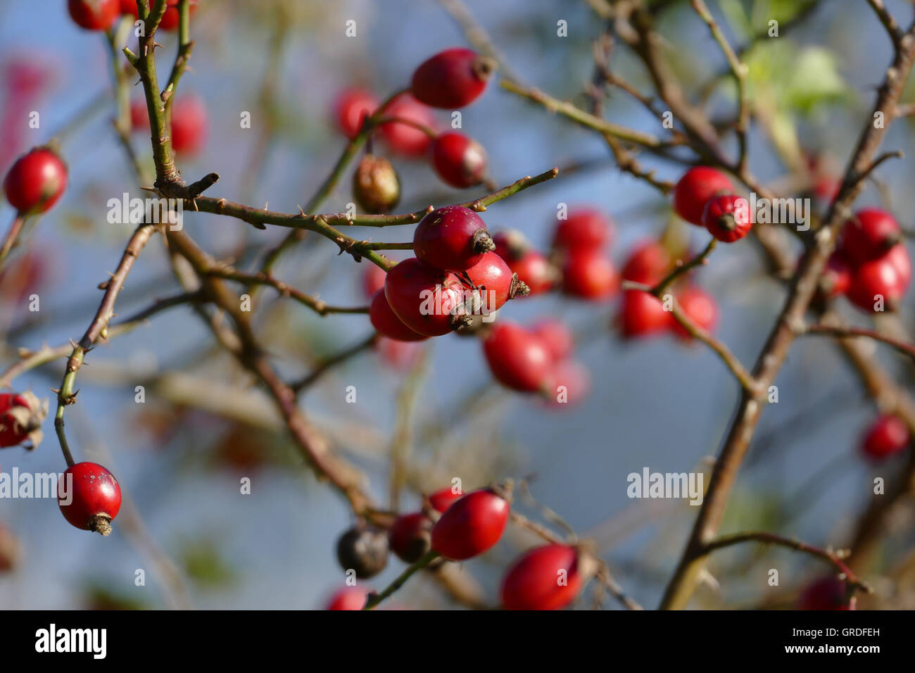 Hanging rose hi-res stock photography and images - Alamy