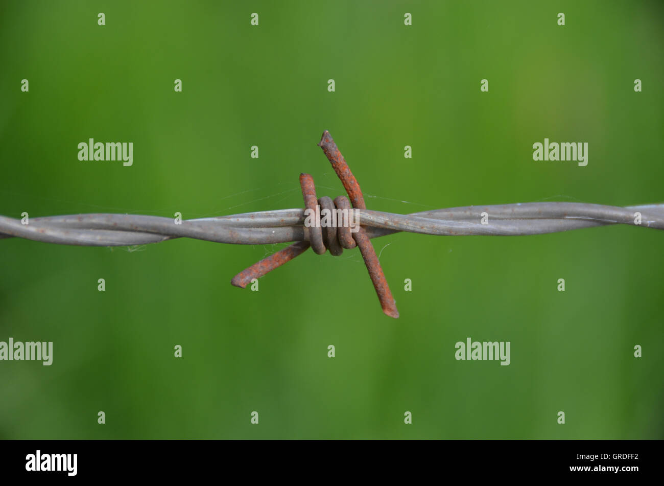 Barbed Wire Fence In Front Of Green Background Stock Photo - Alamy