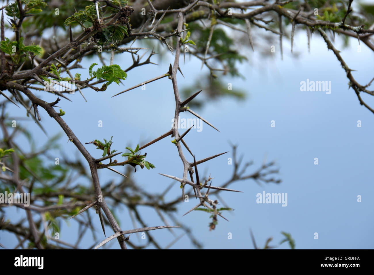 Horn on a tree Stock Photo - Alamy