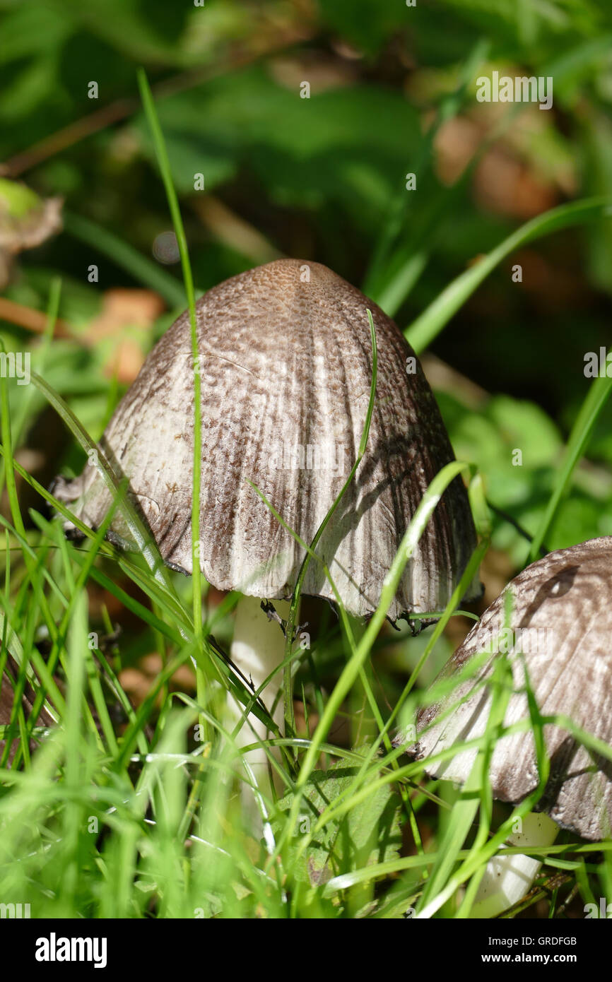 Coprinus Mushrooms In Grass Stock Photo - Alamy