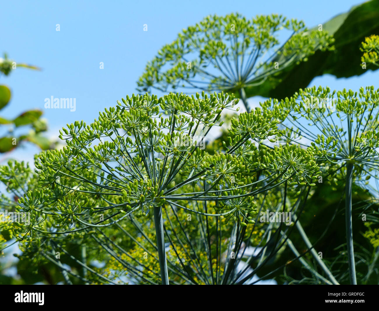 Inflorescence dill hi-res stock photography and images - Alamy