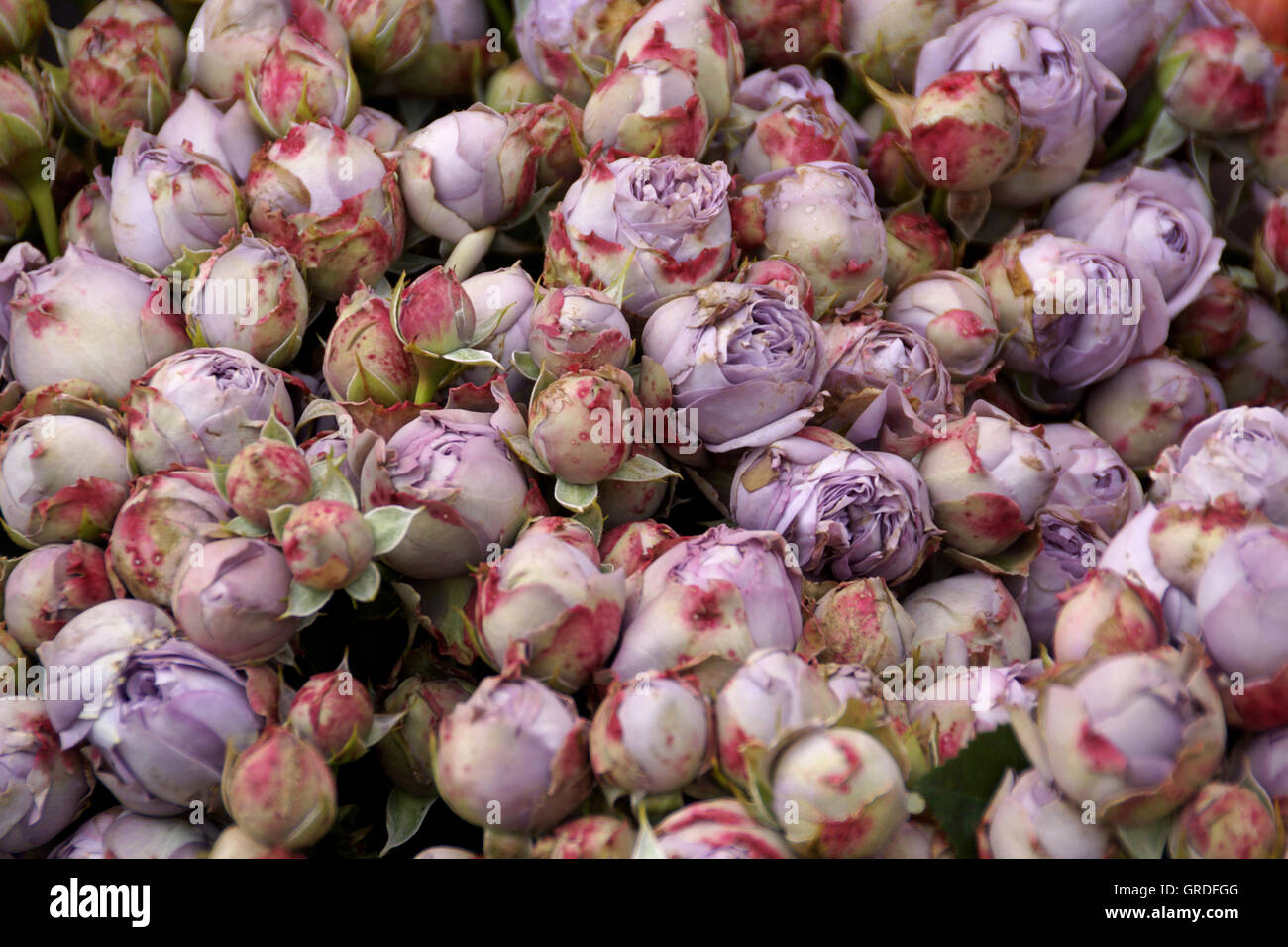 A Lot Of Soft Pink Roses Stock Photo - Alamy
