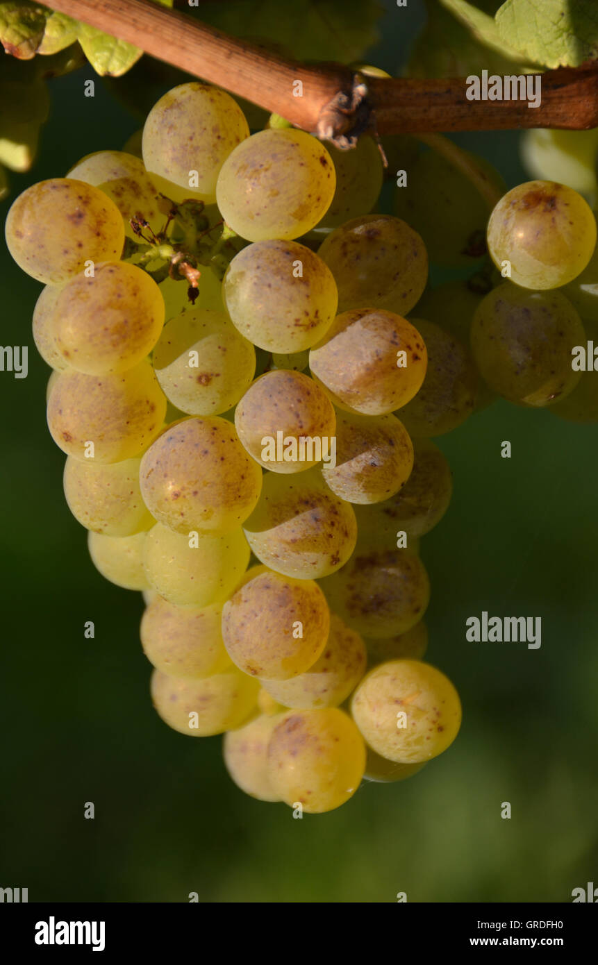 Ripe, Sweet White Grapes Stock Photo - Alamy