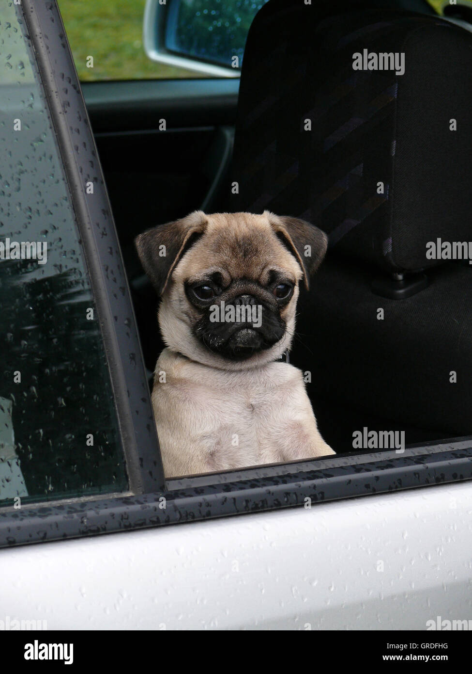 Dogs In Cars Pugs