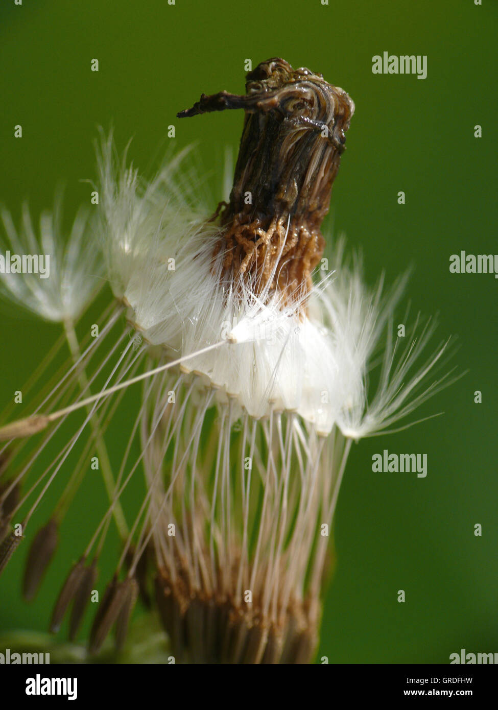 With flowering dandelions hi-res stock photography and images - Alamy