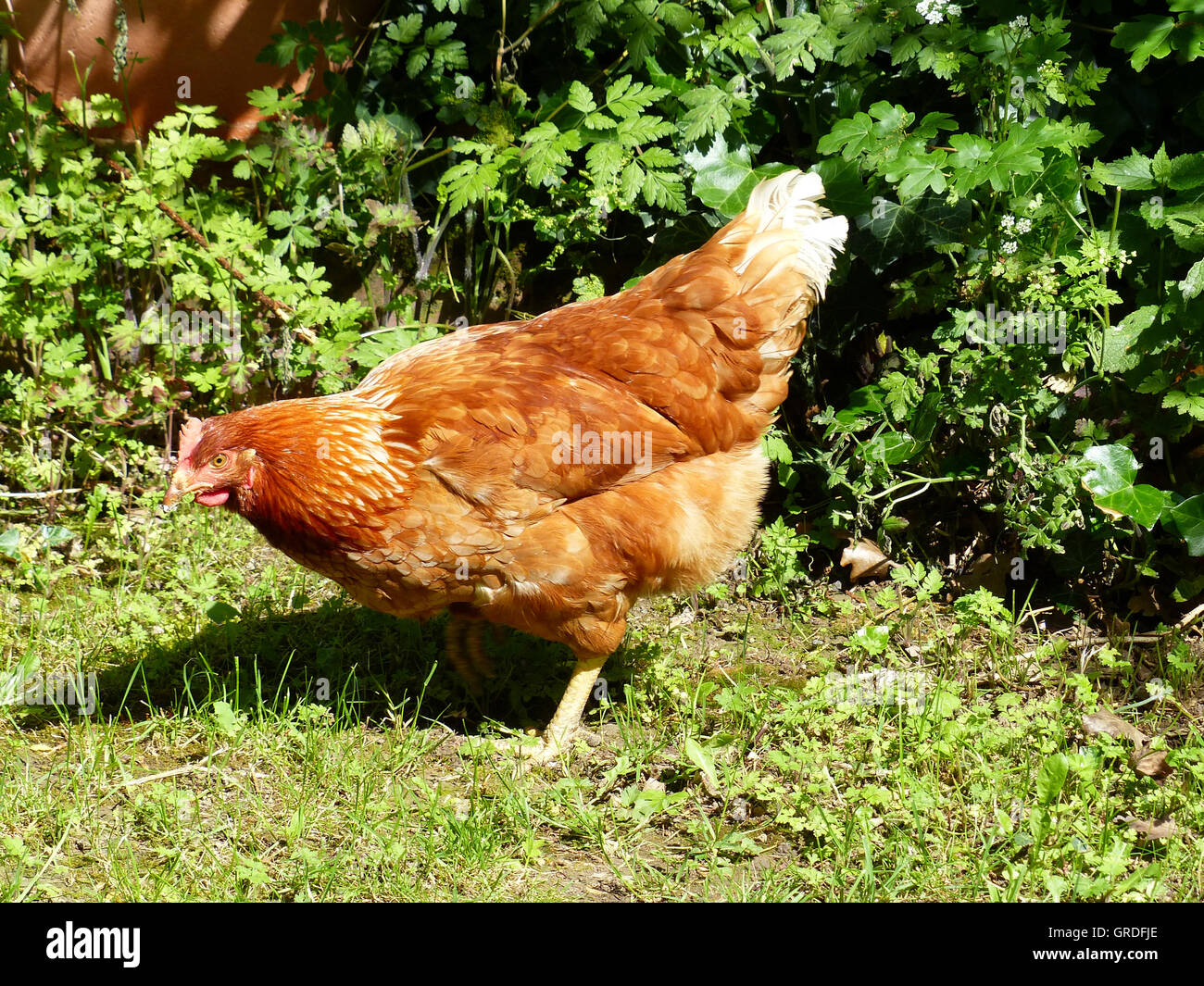 Happy Brown Hen Walking Around Freely In The Garden Stock Photo - Alamy