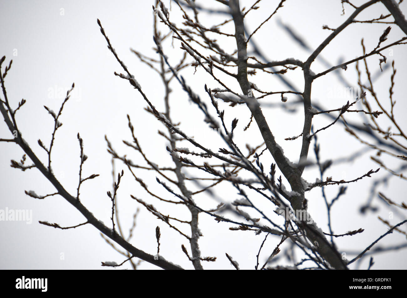 Beech Tree Winter Stock Photos & Beech Tree Winter Stock Images - Alamy