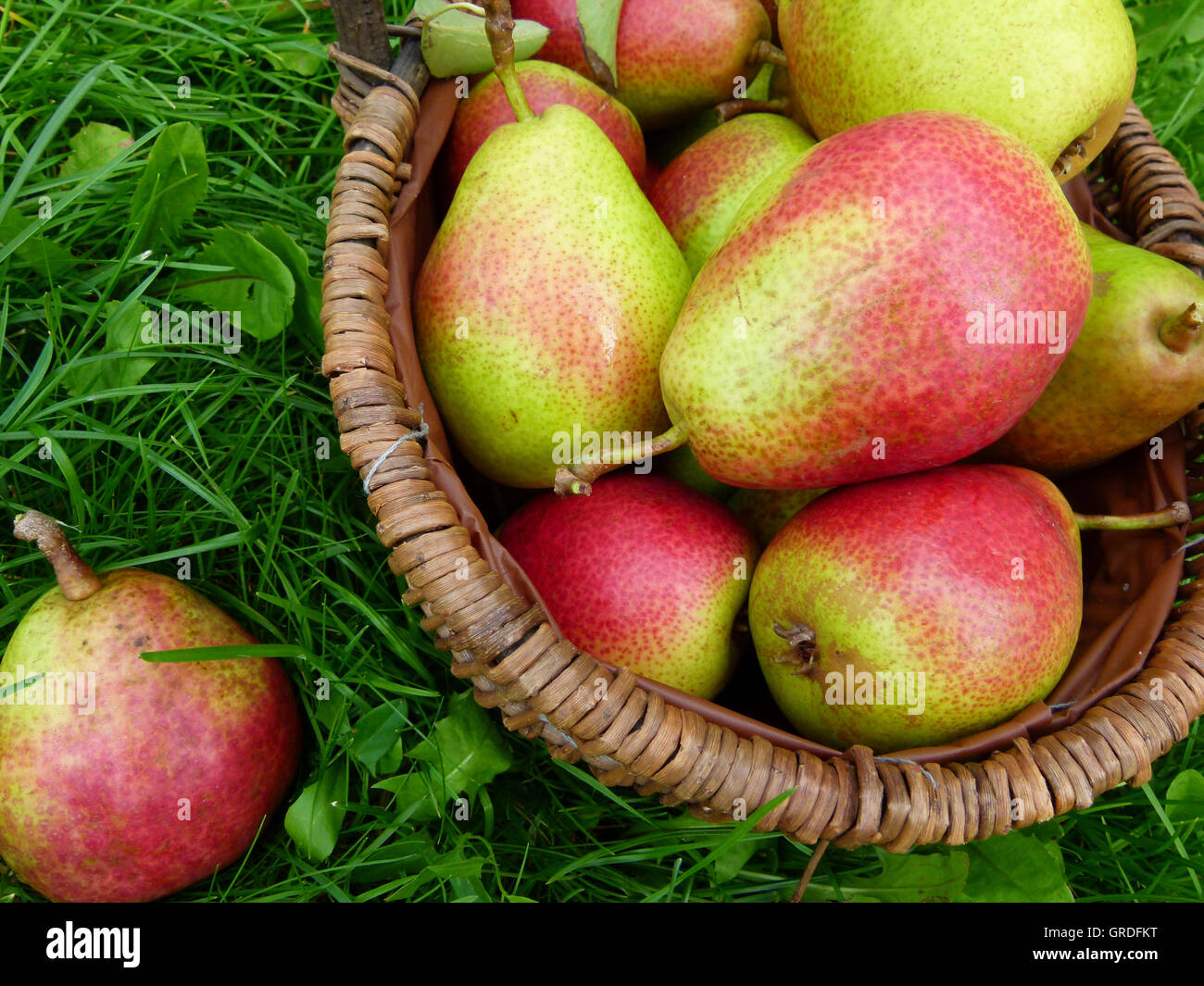 Some Pears In A Basket Stock Photo - Alamy