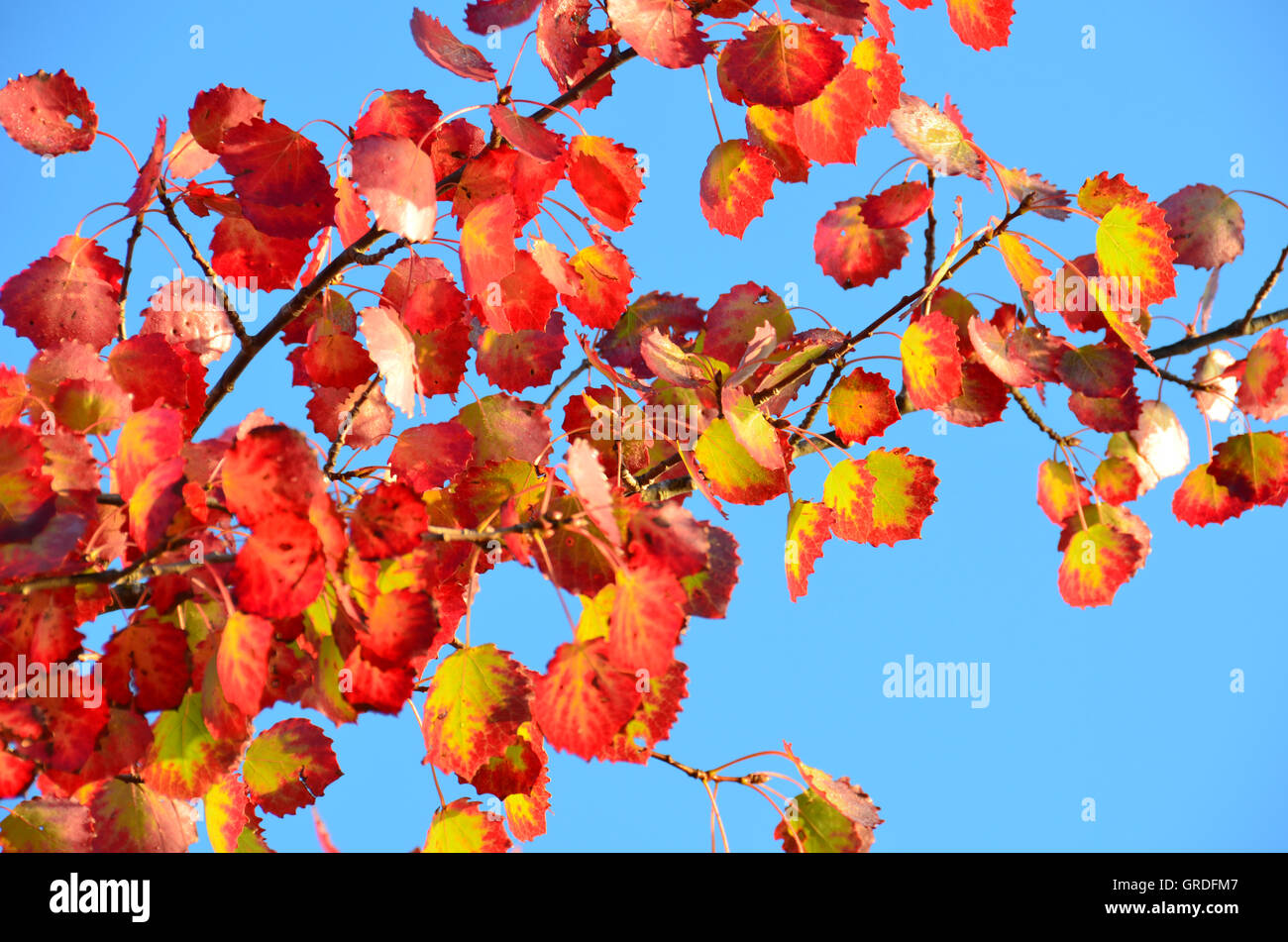 Quaking aspen hi-res stock photography and images - Alamy