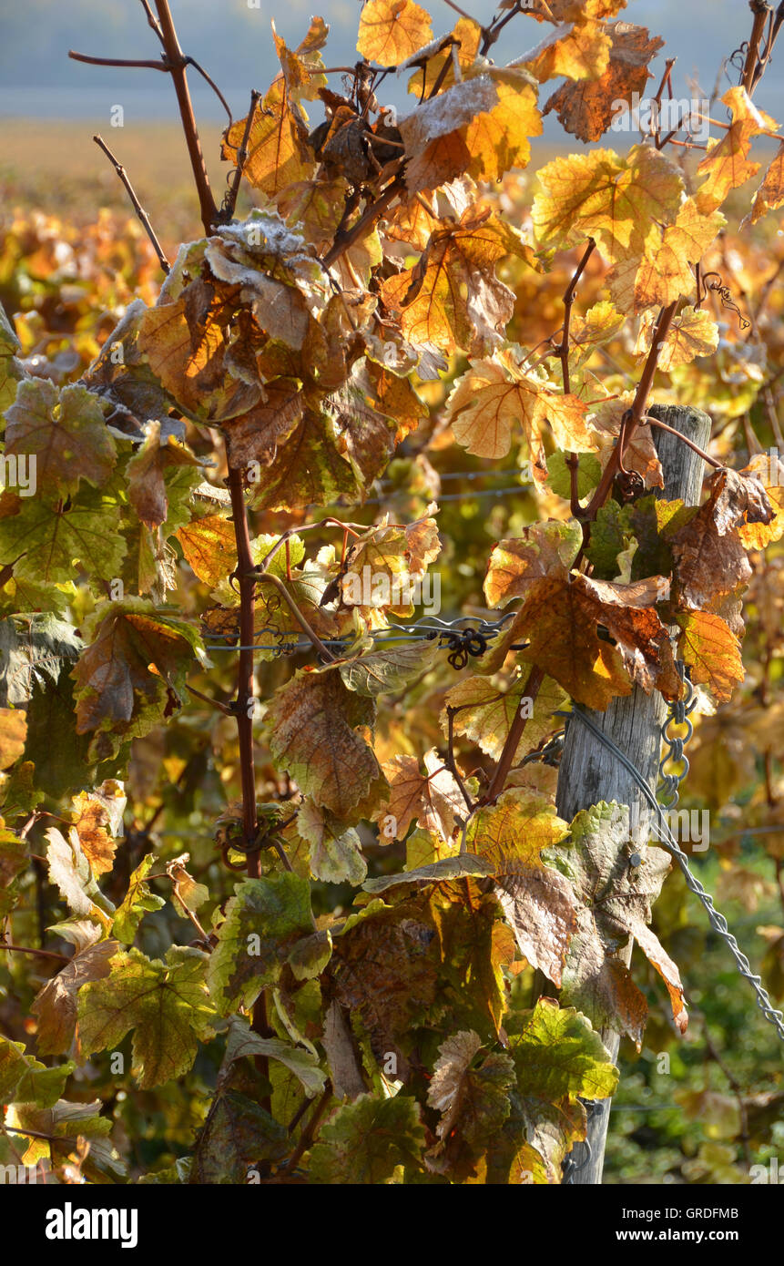 Brown vine leaves hi-res stock photography and images - Alamy