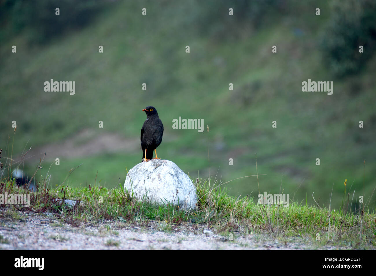 The crow rock hi-res stock photography and images - Alamy