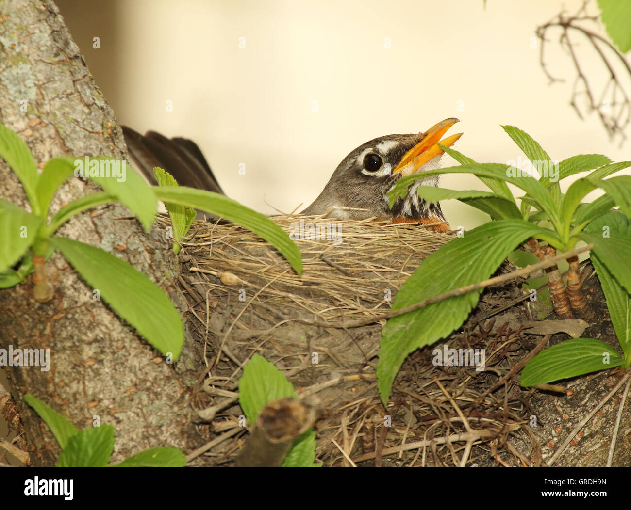 Mother robin hi-res stock photography and images - Alamy