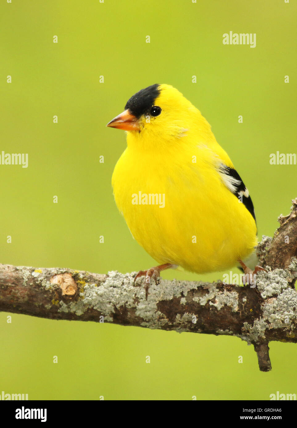 Bright plumage bird hi-res stock photography and images - Alamy
