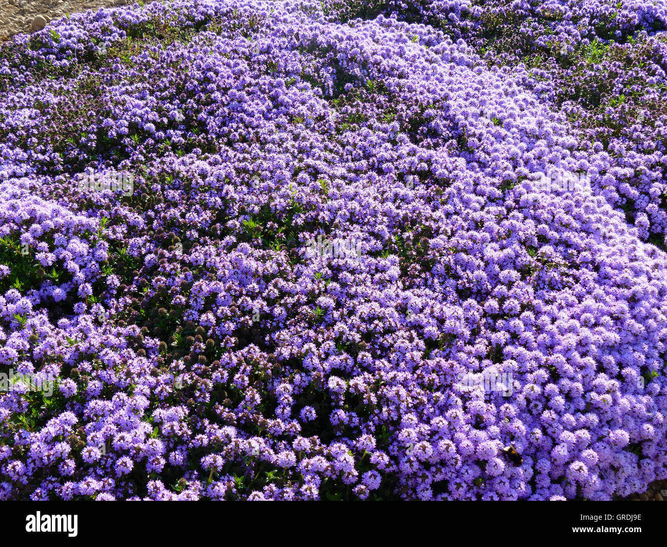 Common thyme thymus vulgaris hi-res stock photography and images - Alamy