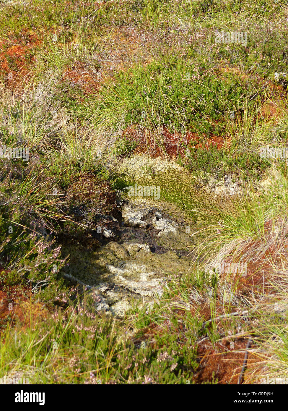 Black Moor In The Rhoen, Morass And Moor Vegetation Stock Photo - Alamy
