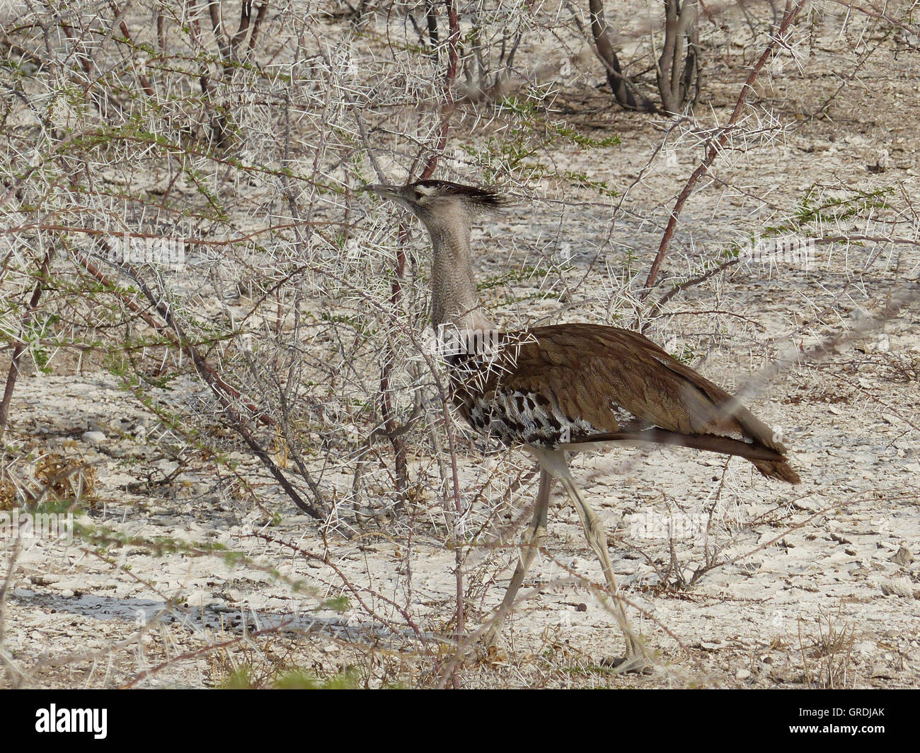 Kori Bustard, Ardeotis Kori Stock Photo - Alamy