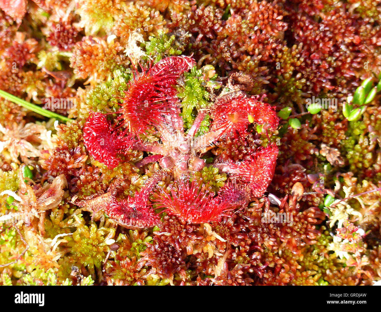 Common Sundew, Carnivorous Plant, Drosera Rotundifolia, Black Moor In ...