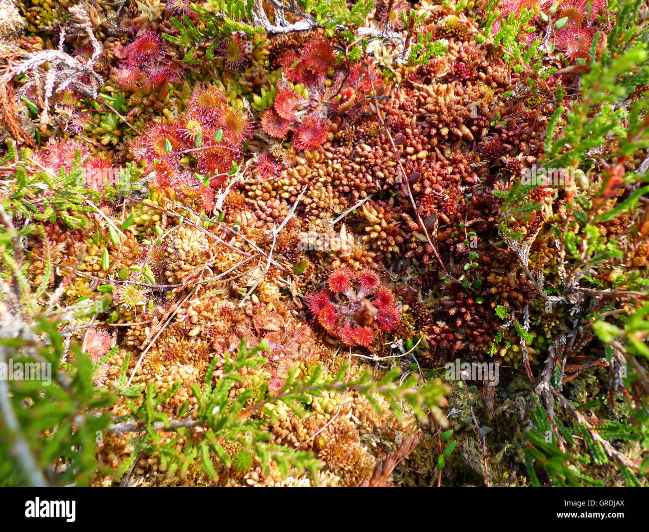 Common Sundew, Carnivorous Plant, Drosera Rotundifolia, Black Moor In ...