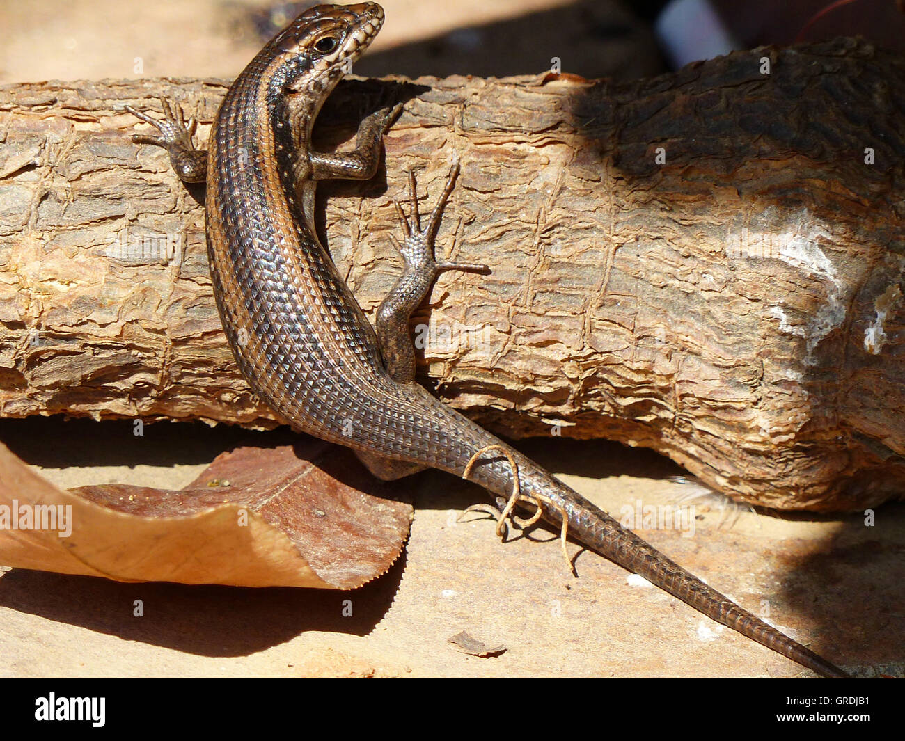 Lizard namibia hi-res stock photography and images - Alamy