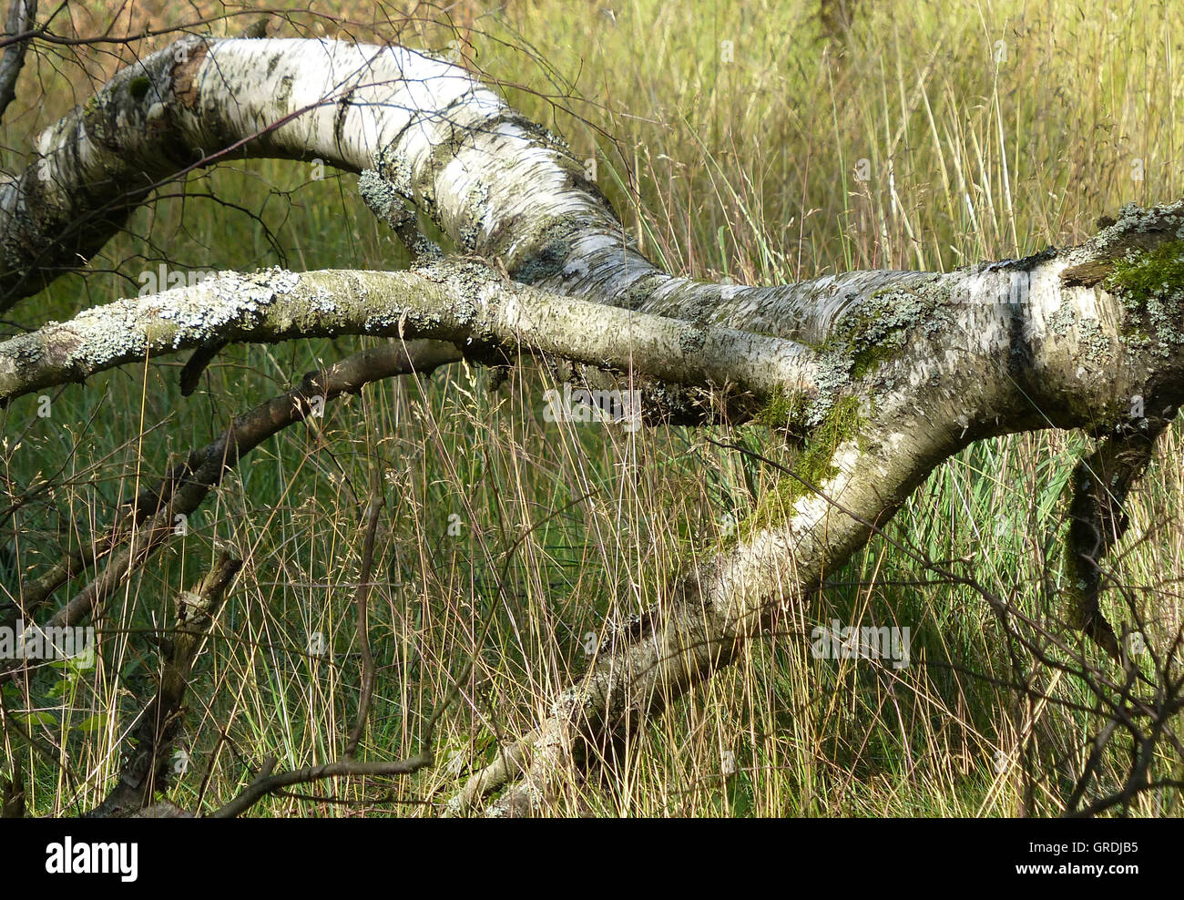 Toppled tree hi-res stock photography and images - Alamy