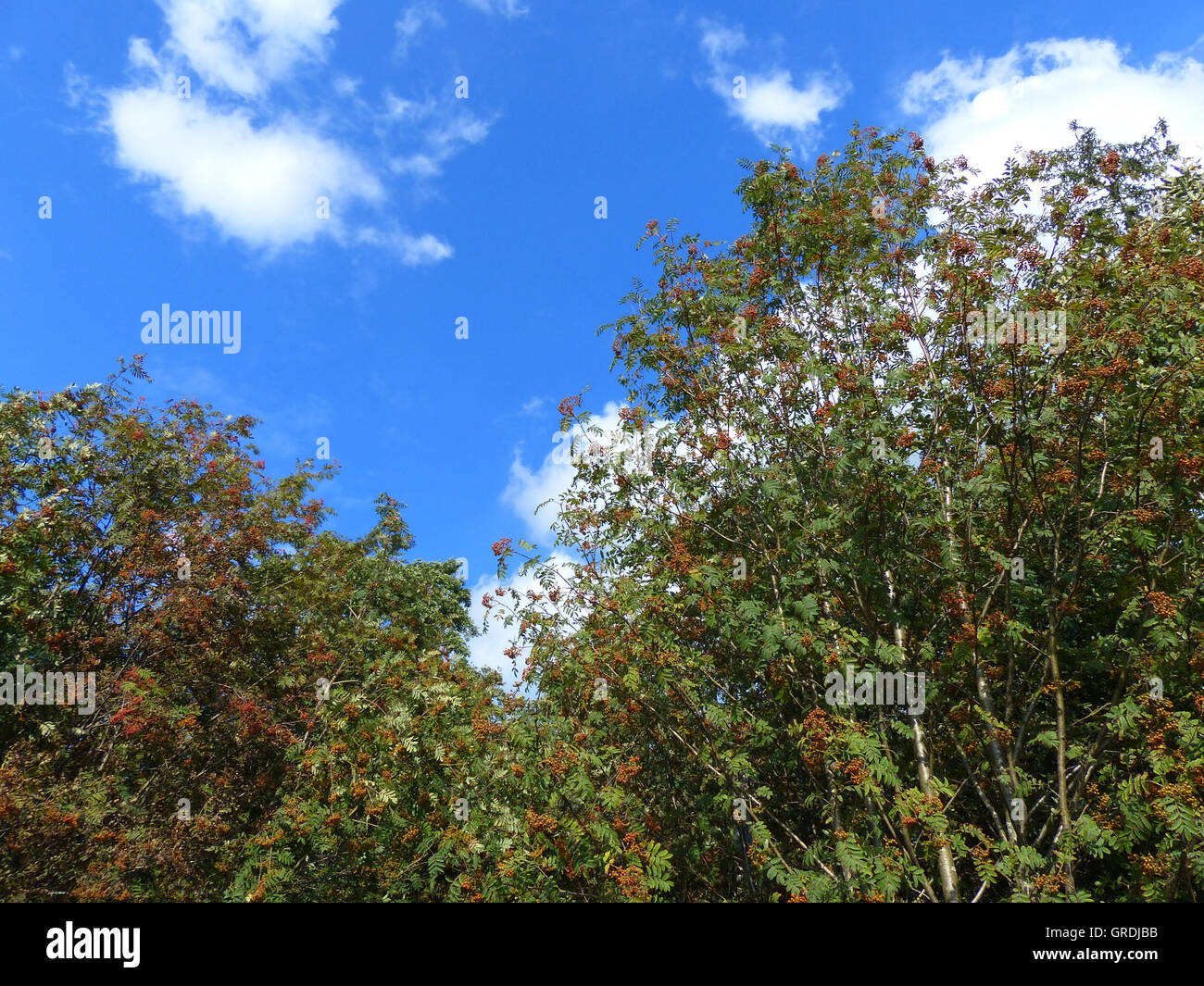 Rowan Trees With Ripe Rowan Berries, A Typical Tree Of The Rhoen Stock ...