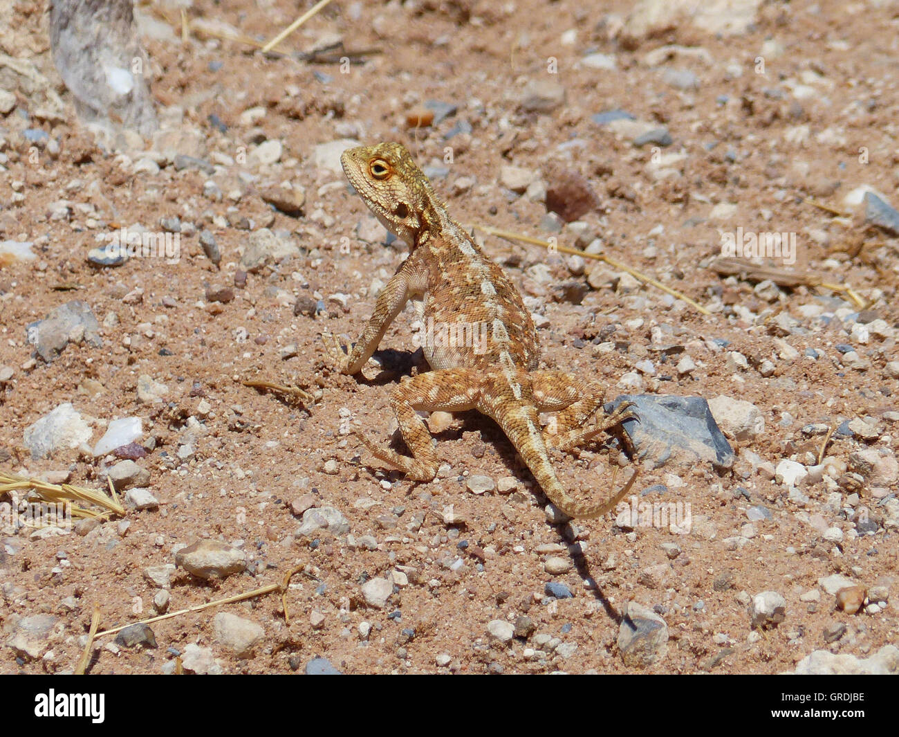 Reptiles Lizards Desert Namibia High Resolution Stock Photography and ...