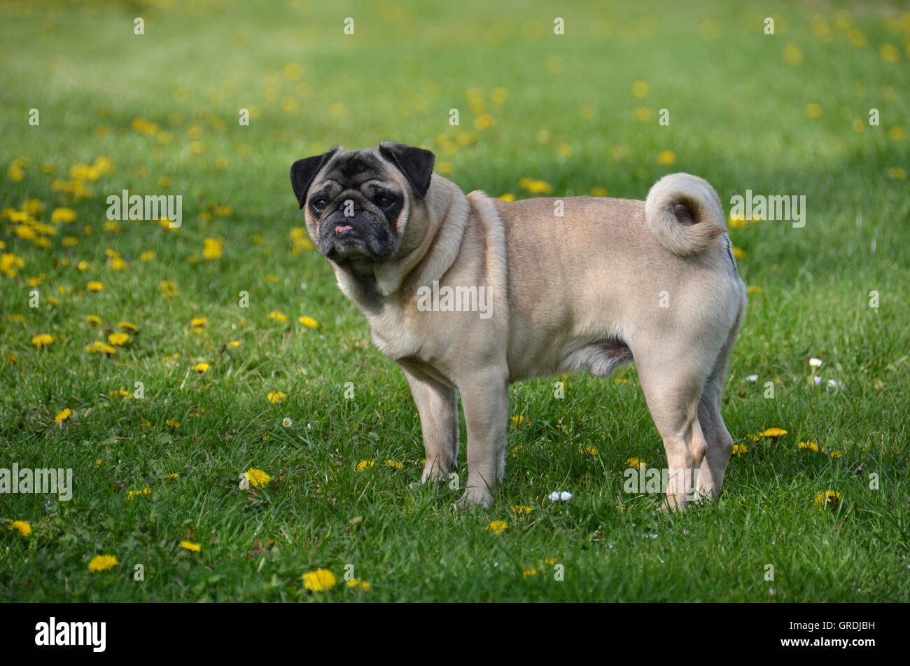 Beige Pug Waiting On A Meadow Stock Photo - Alamy