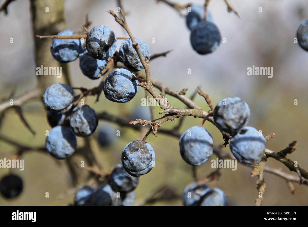 Sloes hi-res stock photography and images - Alamy