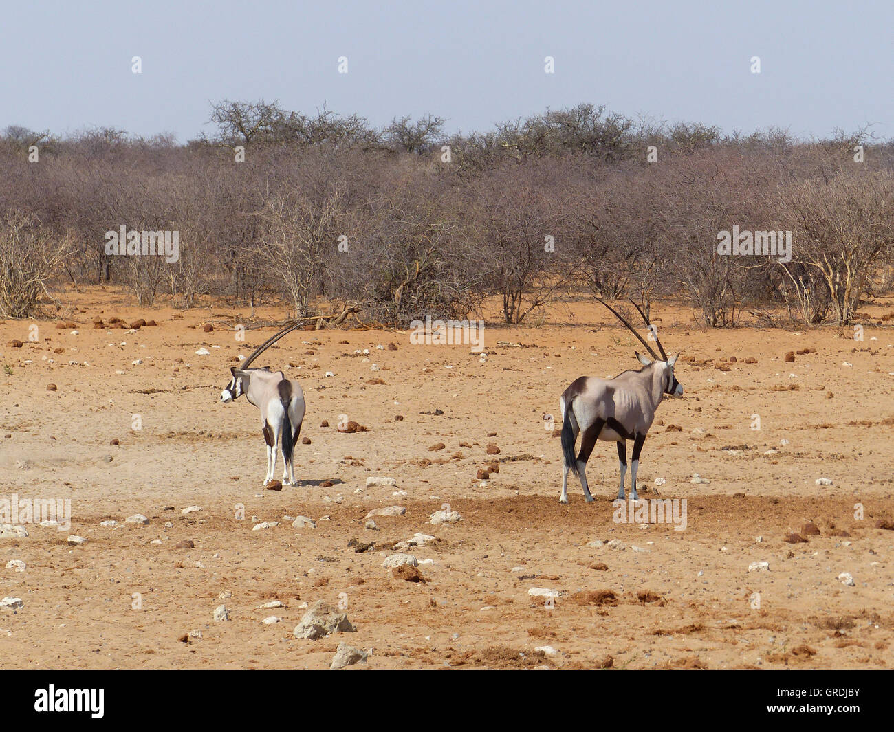 Oryx namibia hi-res stock photography and images - Alamy