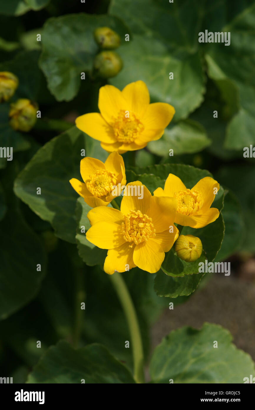 Marsh Marigold, Caltha Palustris Stock Photo - Alamy