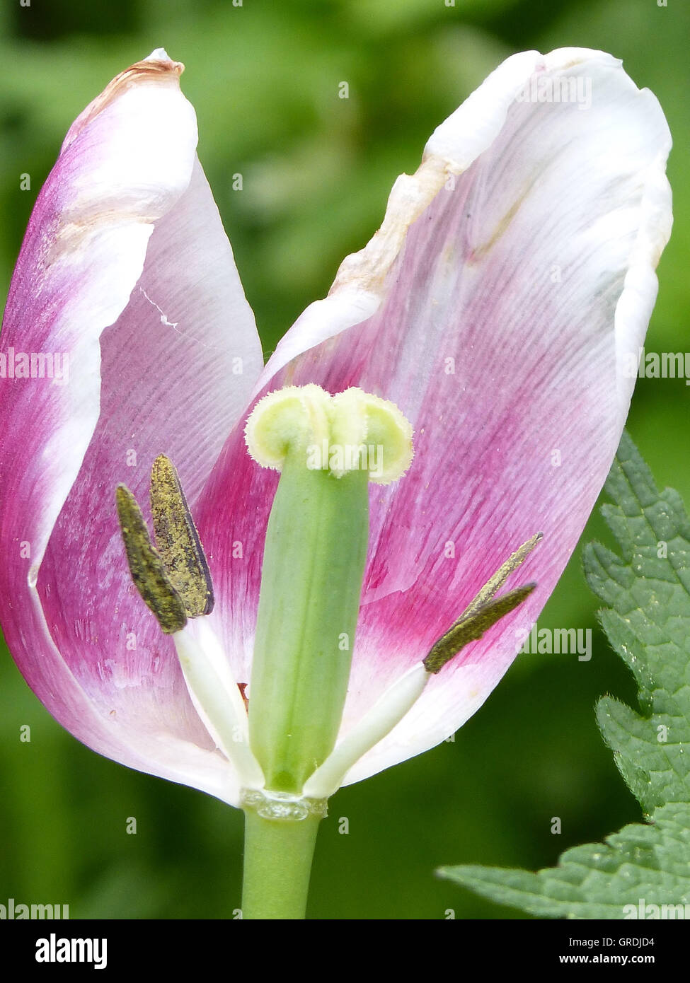 The flowers a flower at cross hi-res stock photography and images - Alamy