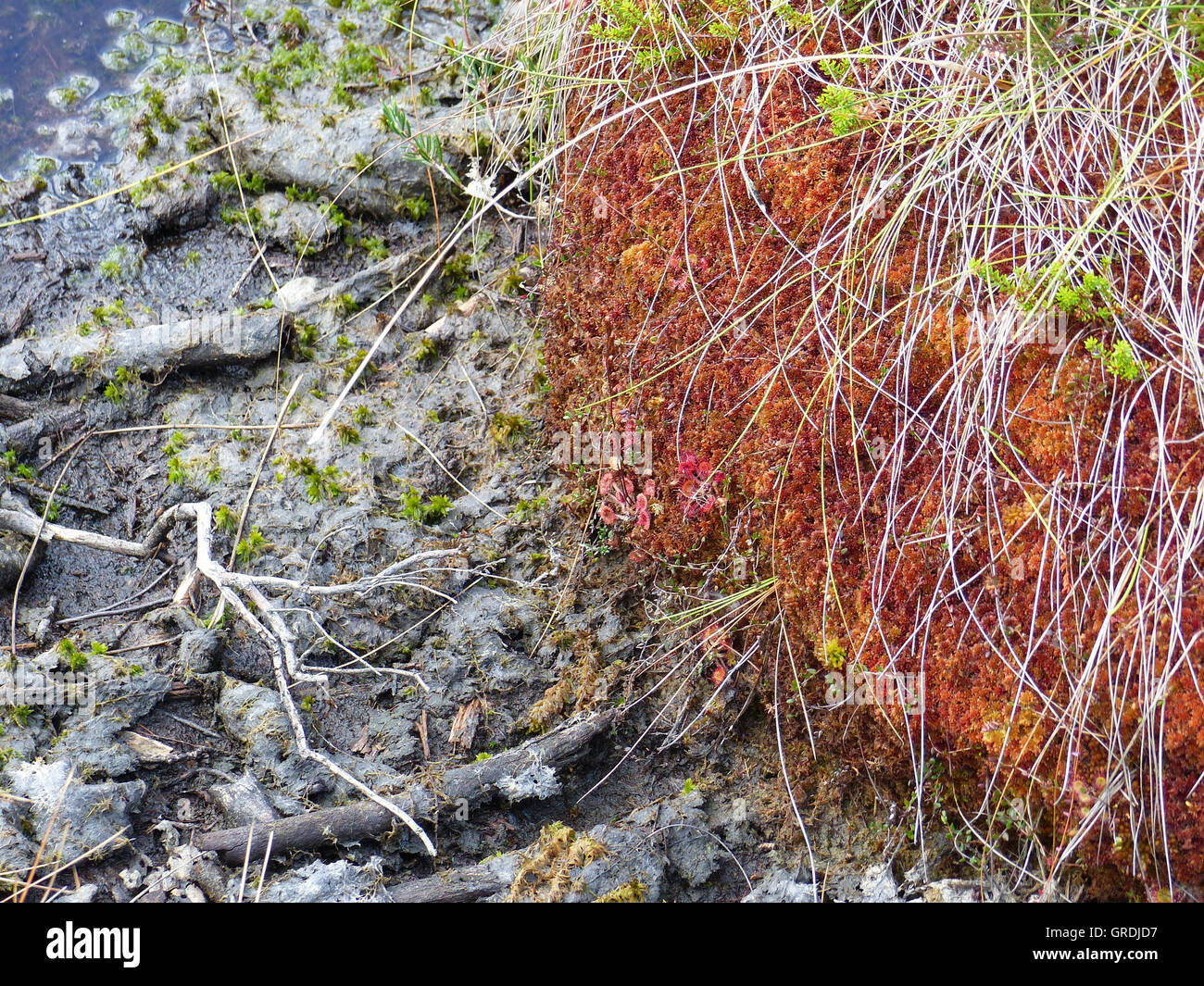 Morass And Moor Vegetation High Resolution Stock Photography and Images ...