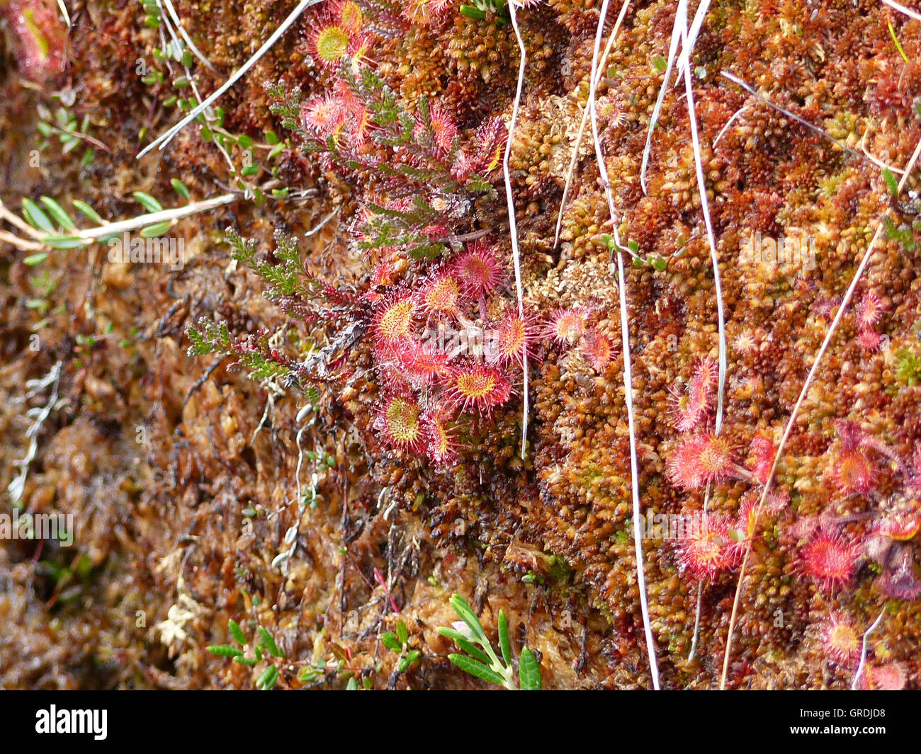 Common Sundew, Carnivorous Plant, Drosera Rotundifolia, Black Moor In ...