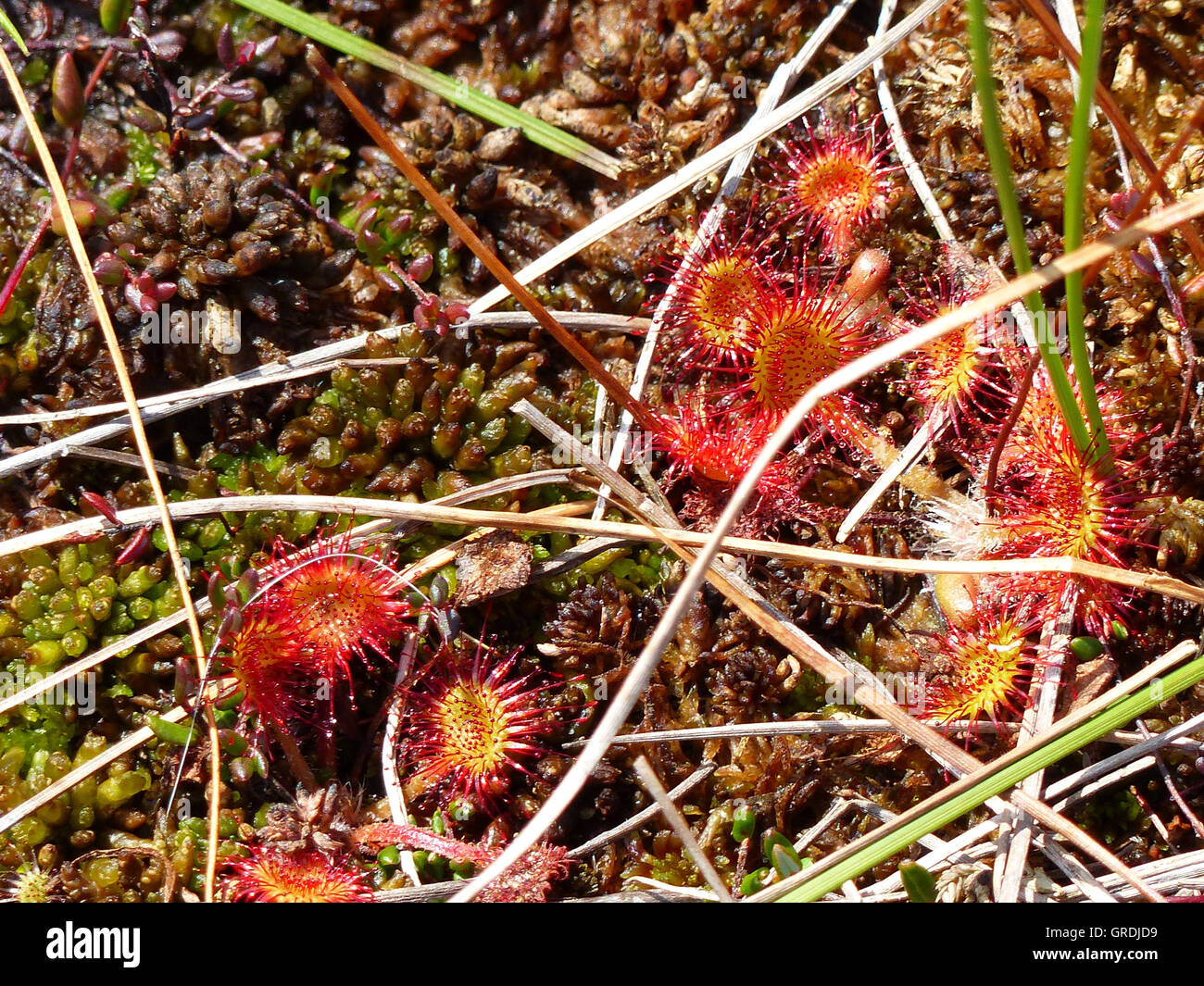 Common Sundew, Carnivorous Plant, Drosera Rotundifolia, Black Moor In ...