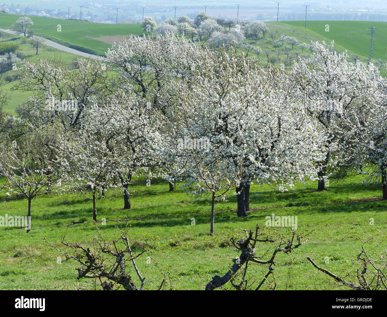 Meadows of blooming fruit trees hi-res stock photography and images - Alamy