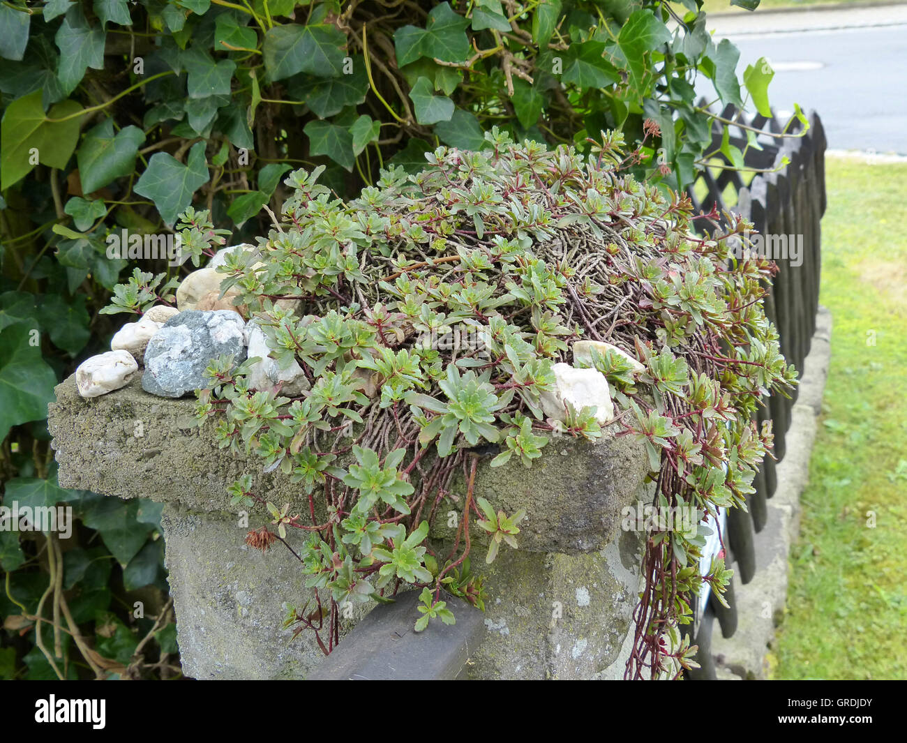 Ground cover plants hi-res stock photography and images - Alamy