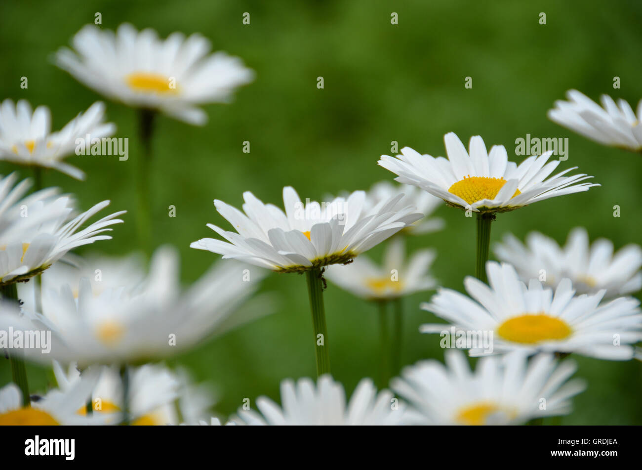 Marguerites flowering hi-res stock photography and images - Alamy