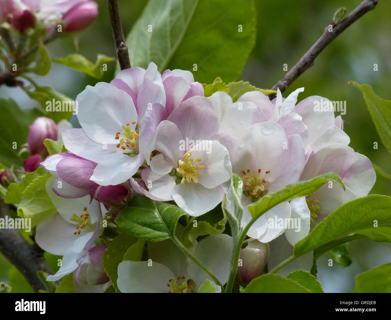 Blossoming apple tree rain hi-res stock photography and images - Alamy