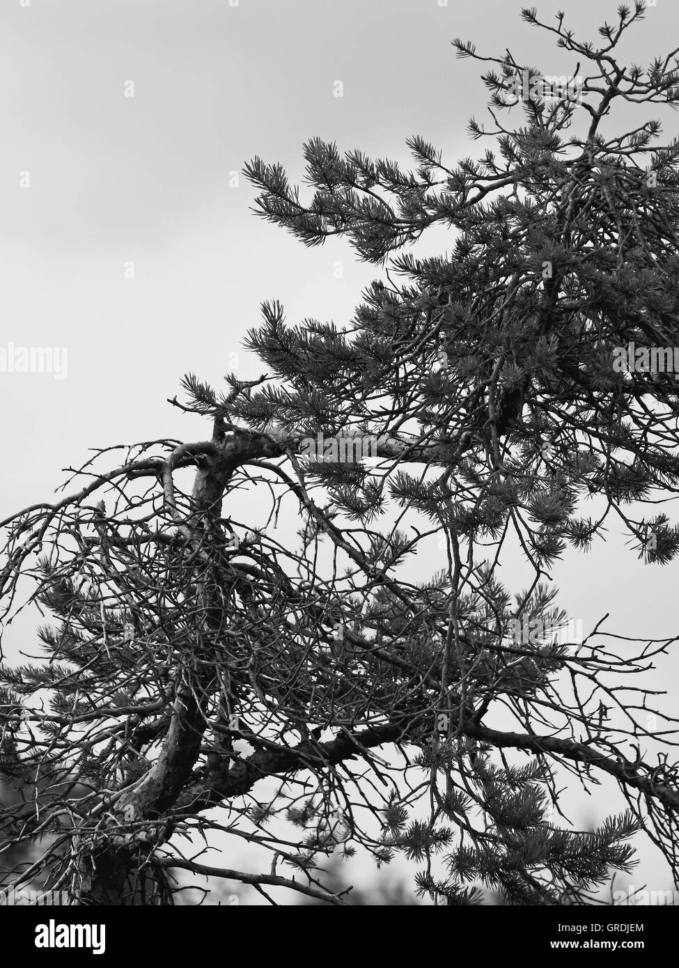 The black pine Black and White Stock Photos & Images - Alamy